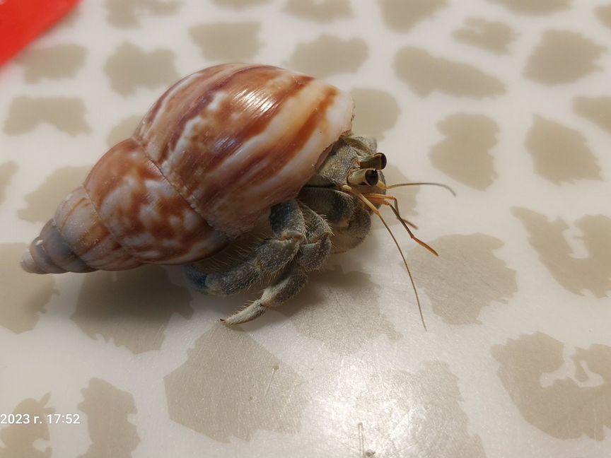 Рак-отшельник сухопутный 5 см