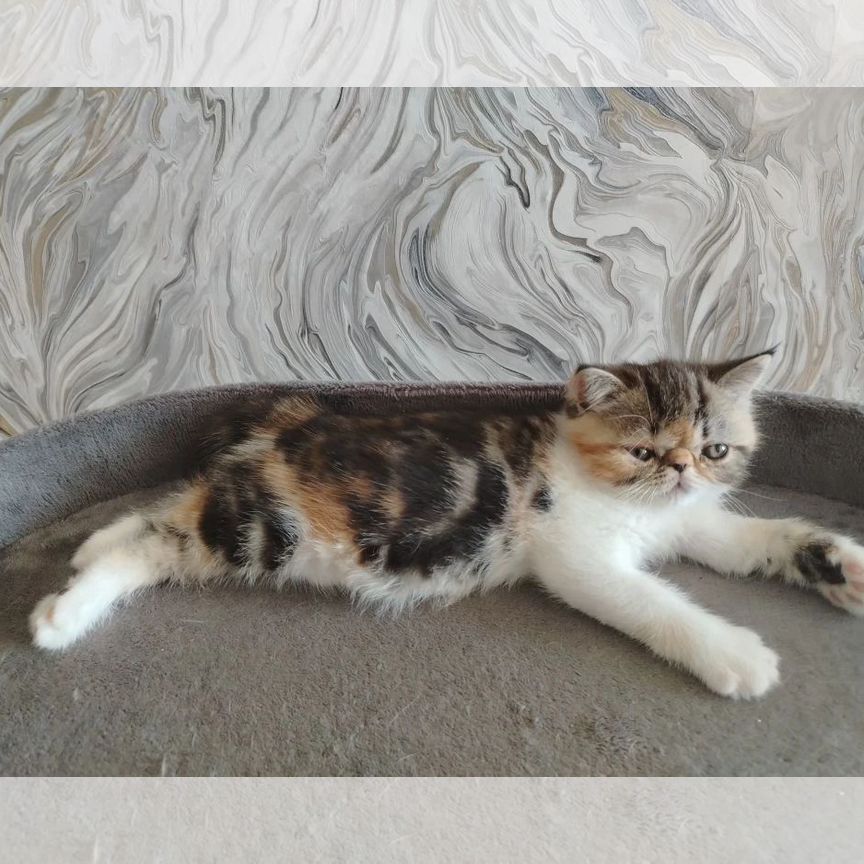 Персидский котёнок