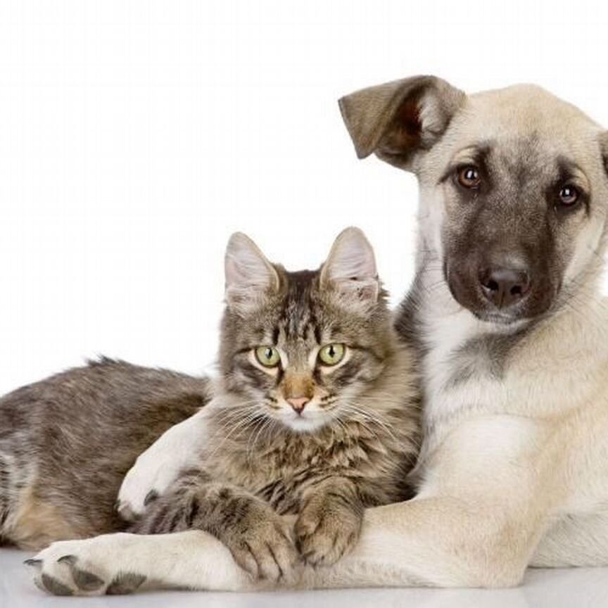 Кошки и собаки