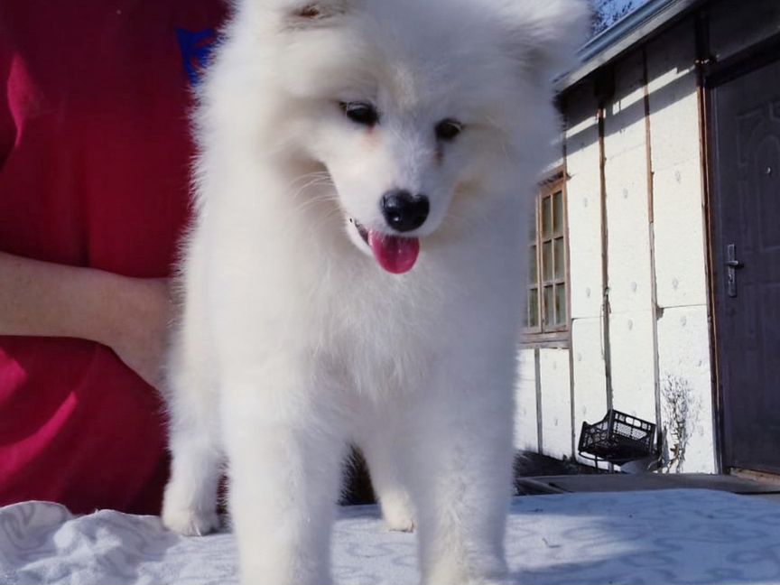 Белые и пушистые