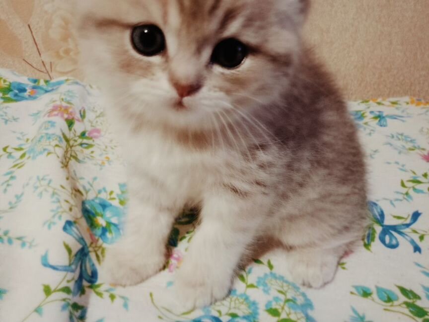 Котята шотладские шиншиллы