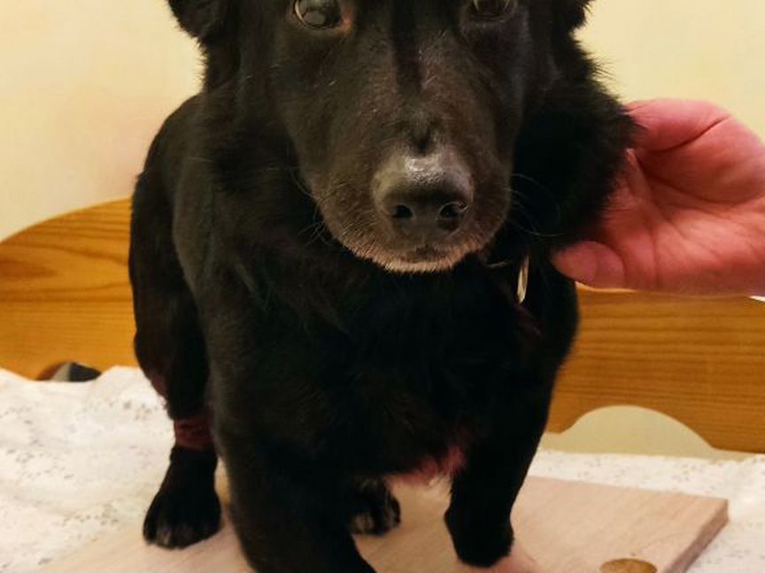 Собака в добрые руки