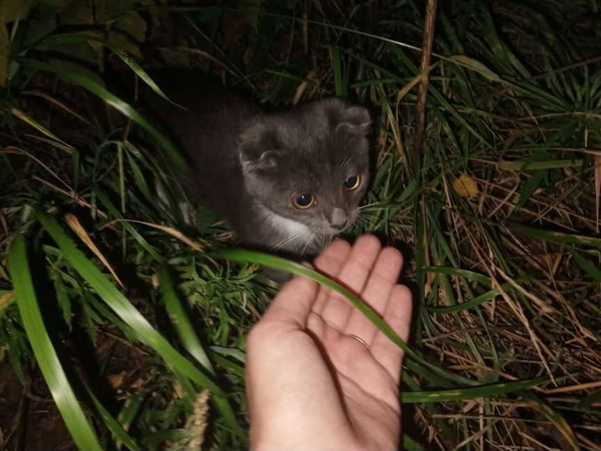 Домашние животные кошки