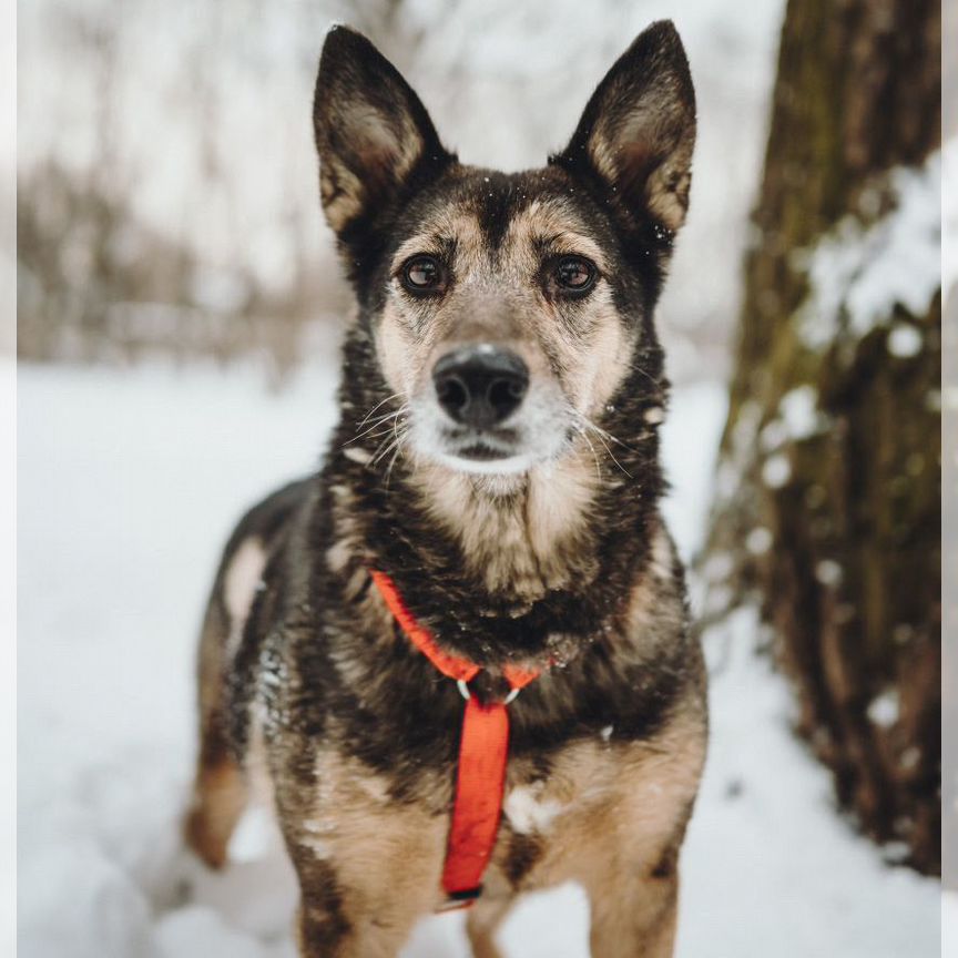 Взрослая собака в добрые руки