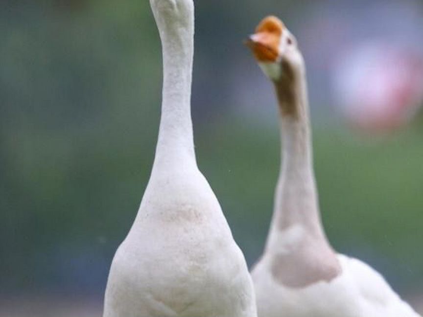 Семья гусей