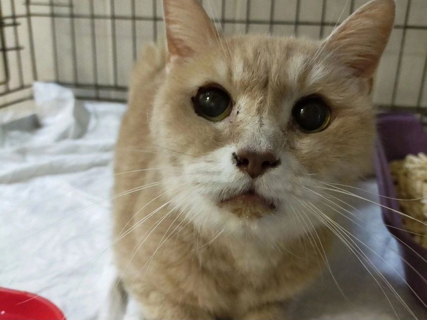 Персюша рыжий котик