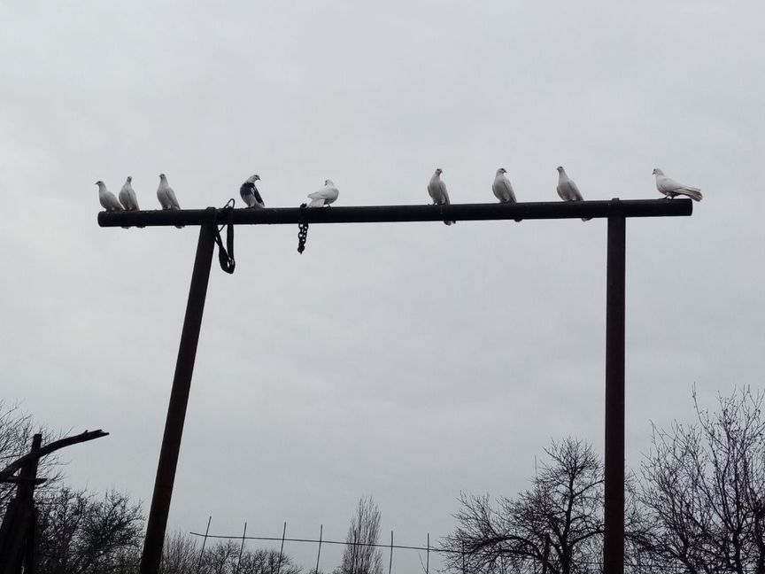 Голуби белые