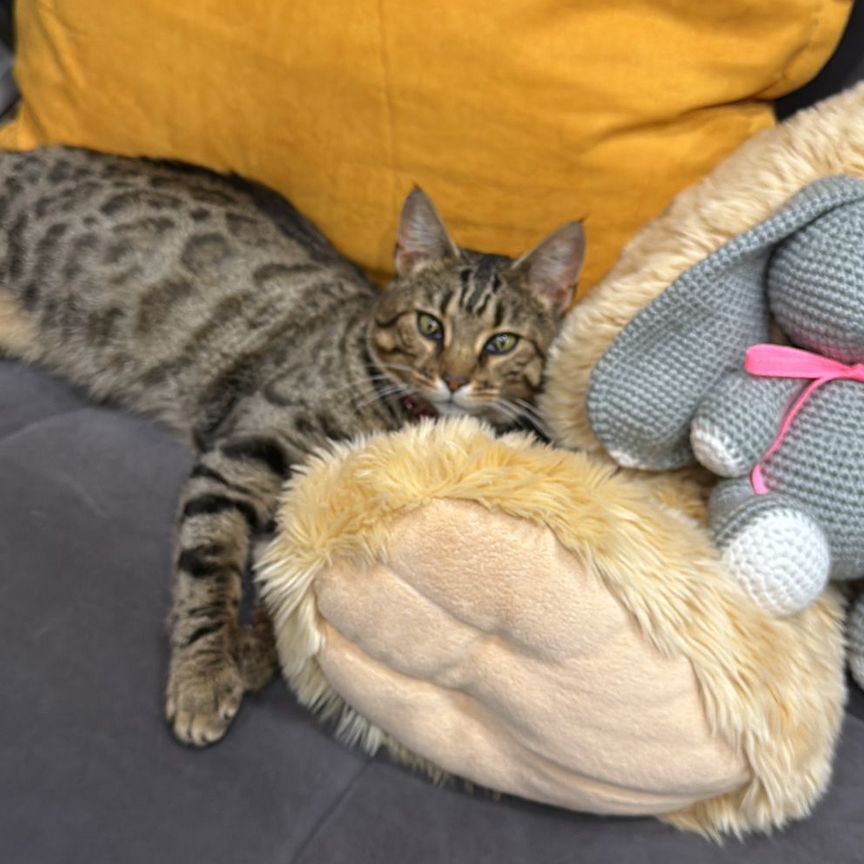 Взрослая кошка в добрые руки