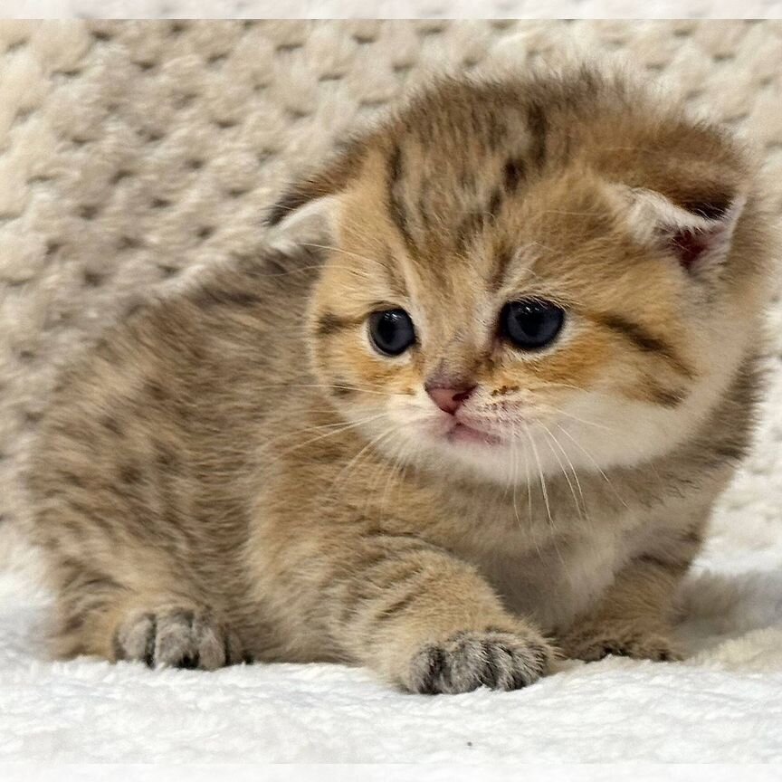 Шотландский вислоухий короткошёрстный котёнок