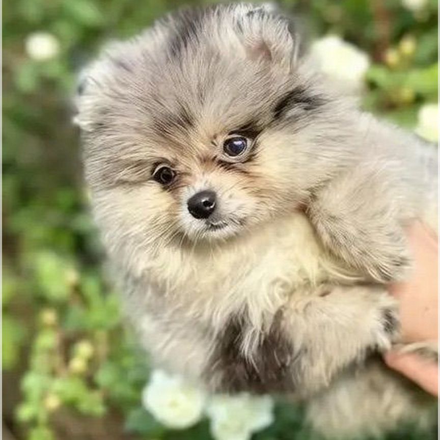 Померанский шпиц, щенок