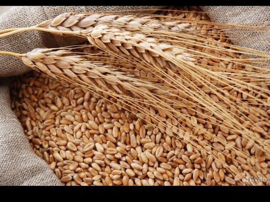 Пшеница мягкая