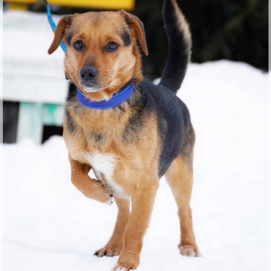 Арни в поисках дома