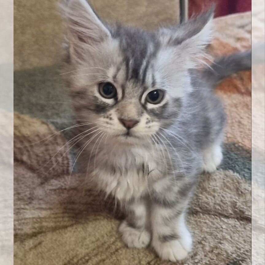 Мейн-кун котёнок