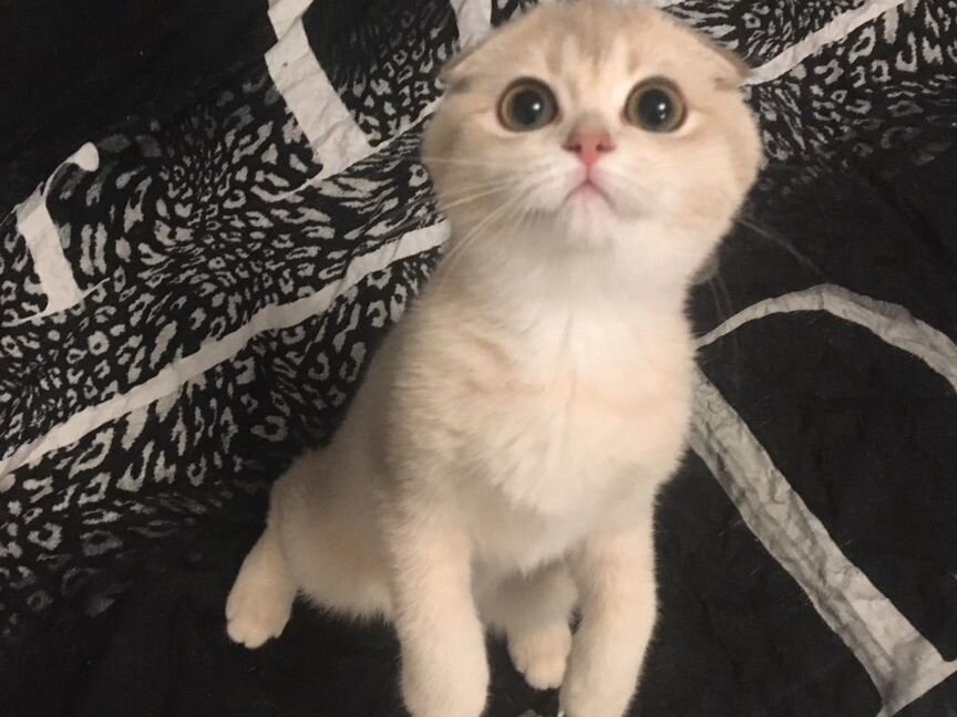 Шотландская девочка лиловое золото