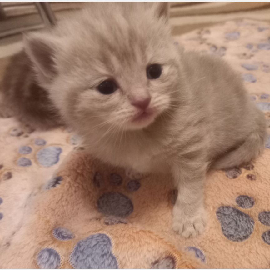 Британские котята