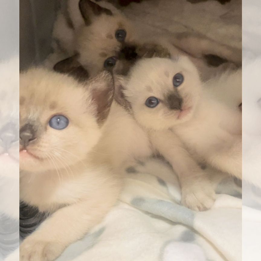 Тайские котята