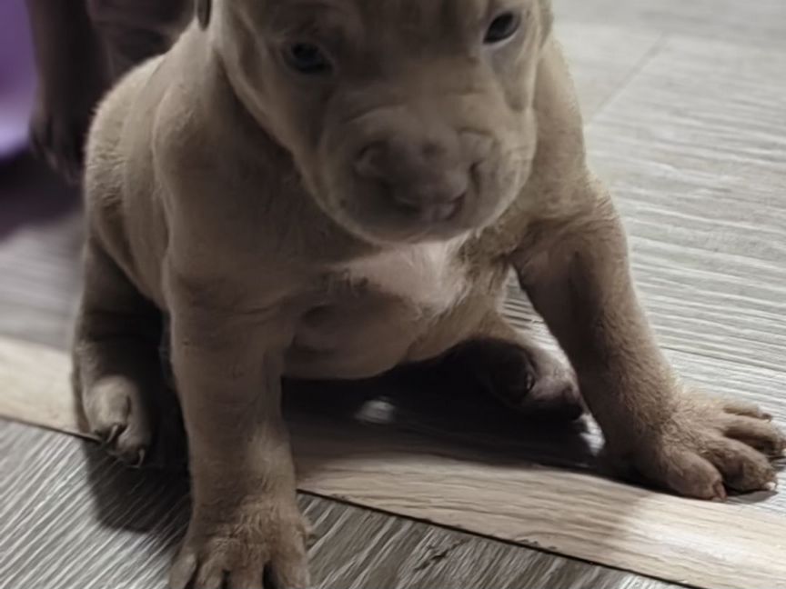 Щенки питбуля