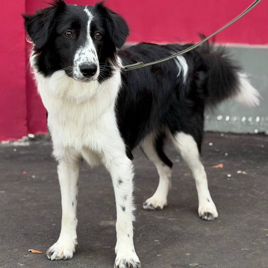 Бордер-колли, взрослая собака