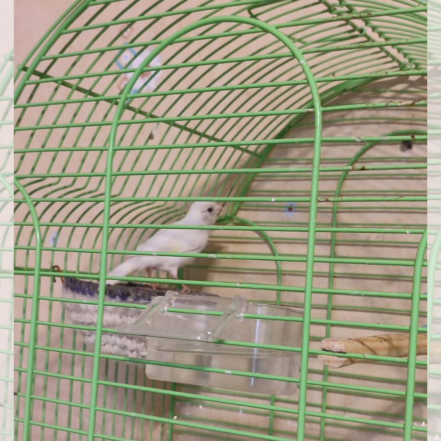 Канарейка (самка), 1 год 2 месяца, готова к гнезду