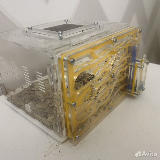 Фурмикарий муравьиная ферма с муравьями