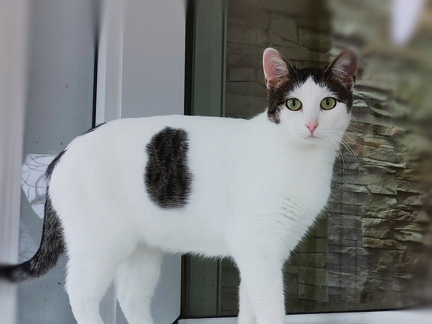 Кошки