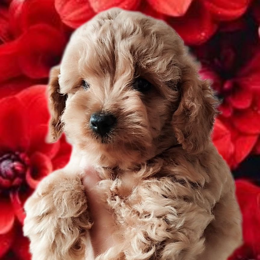 Той-пудель, щенок