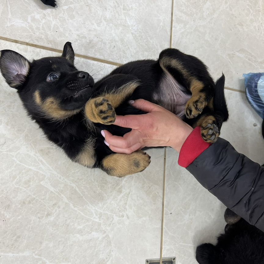 Щенок
