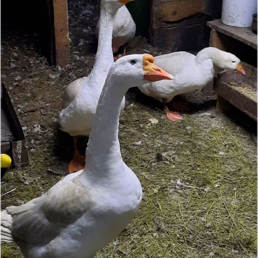 Гуси порода Линда