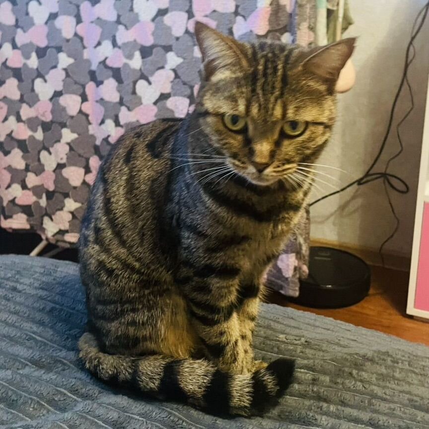 Кошка
