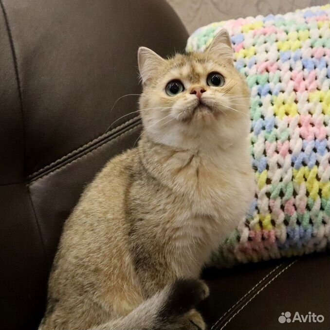 Британская плюшка в лучшую семью