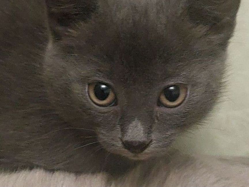 Котёнок Нибелунг