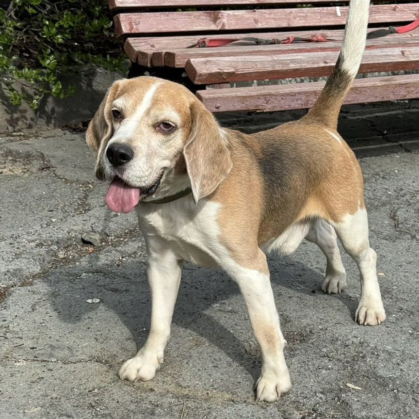 Бигль кабель в добрые руки