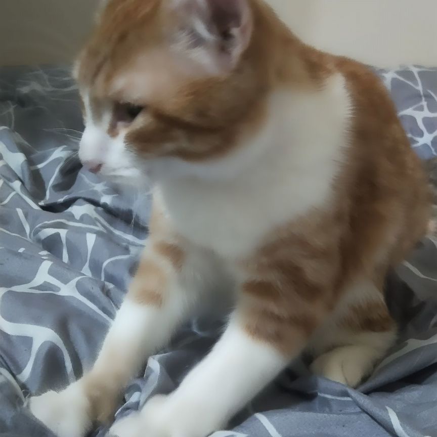 Отдаю котят в добрые руки