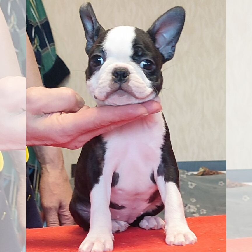 Бостон-терьер, щенок