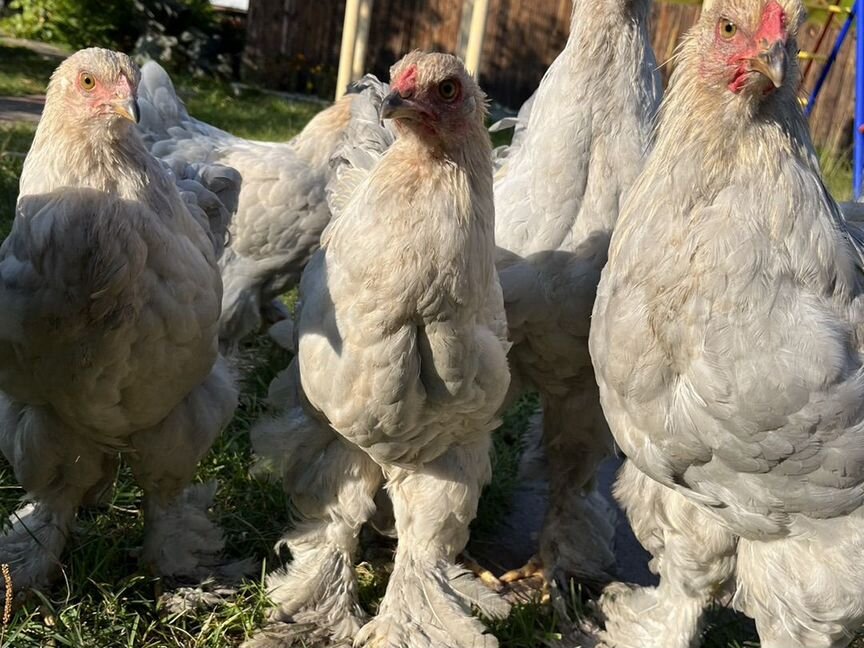 Петушки брама изабелла