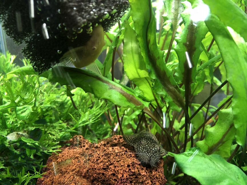 Анцитрус и Попондетта