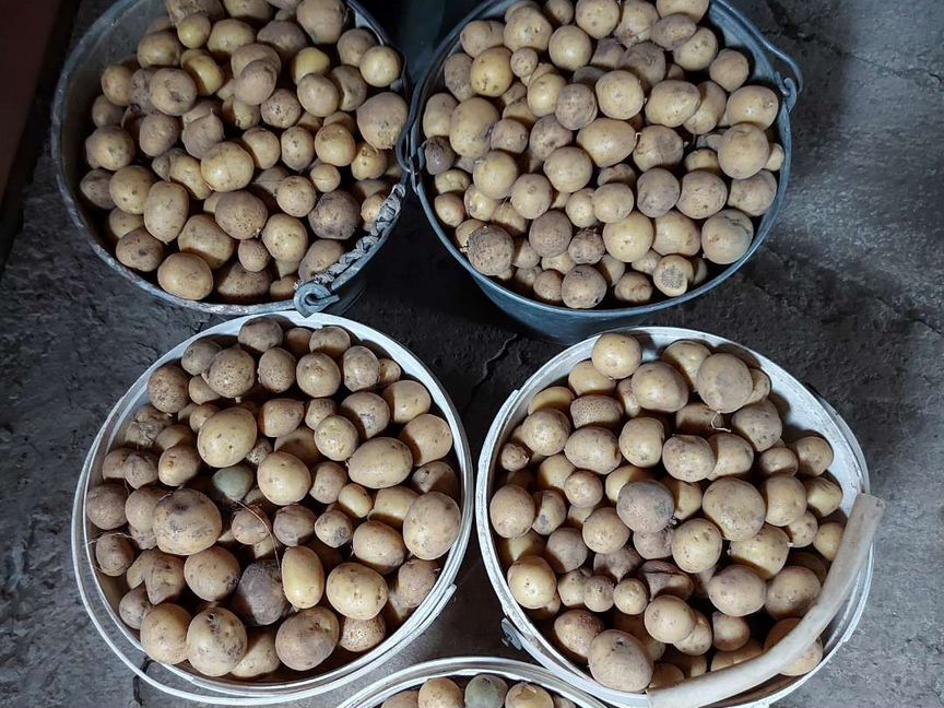 Продам картофель оптом