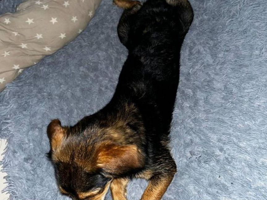 Собака в добрые руки метис Таксы