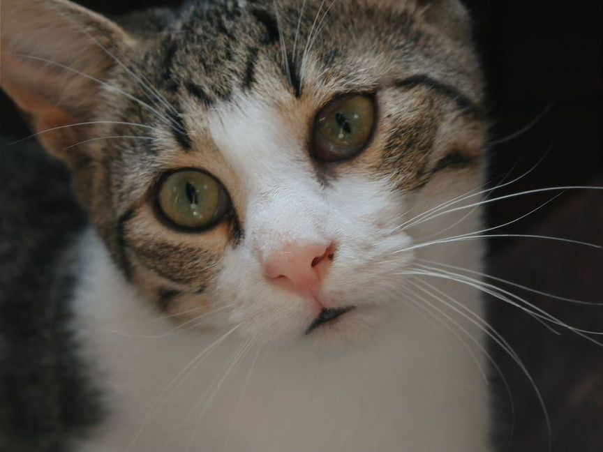 Котенок Лоак (7 месяцев) ищет дом