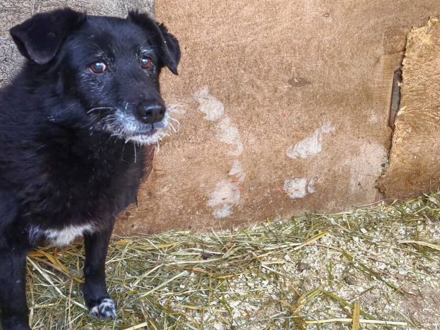 Ханна всю жизнь провела в клетке