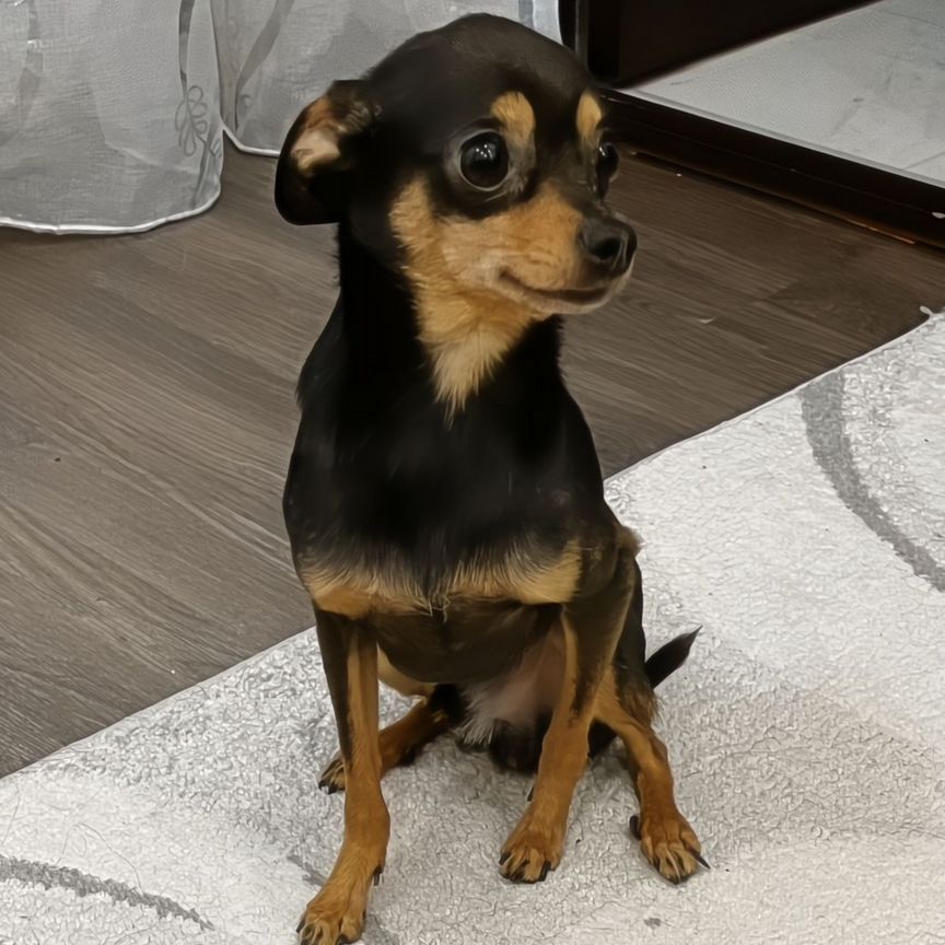 Русский той-терьер, взрослый пёс