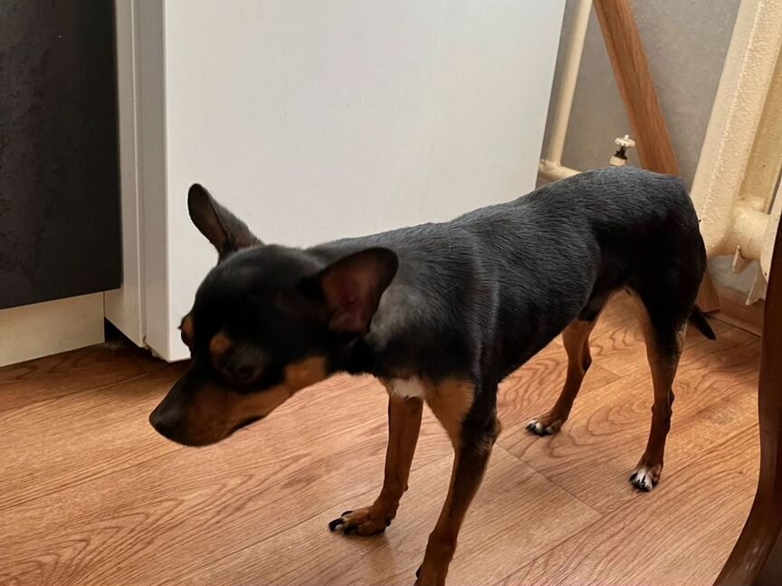 Отдам в добрые руки той-терьер