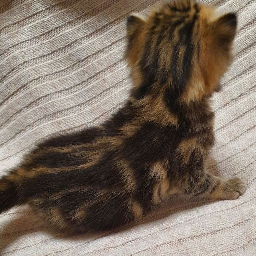 Британские котята