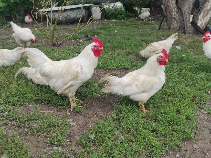 Петухи мини-мясные