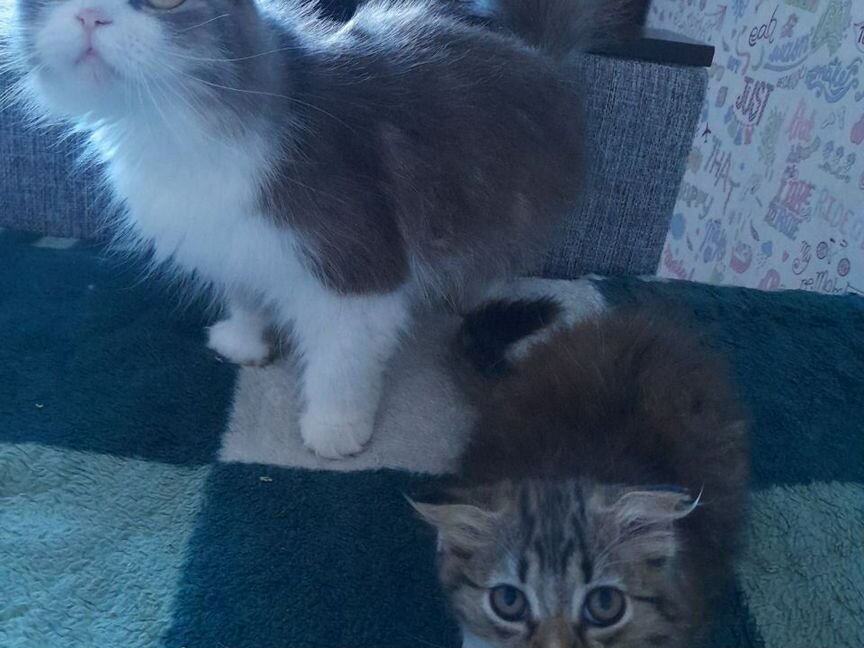Котёнок в добрые руки