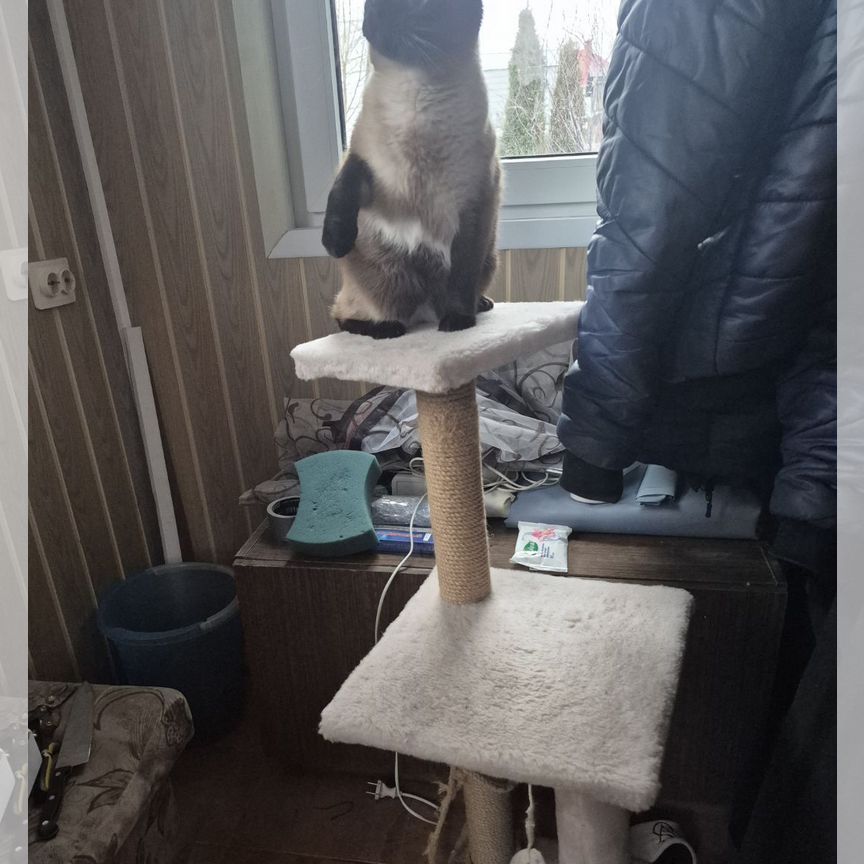 Когтеточка для кошек высокая бу