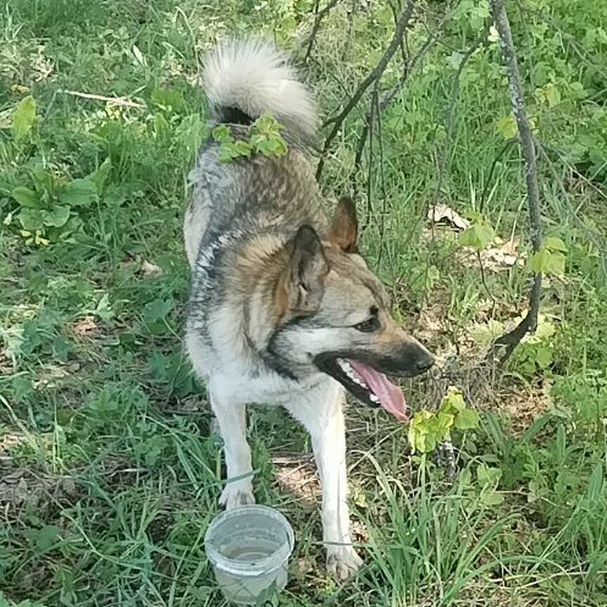 Лайка