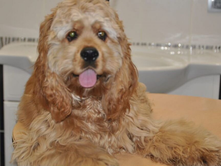 Вязка (американский кокер спаниель)