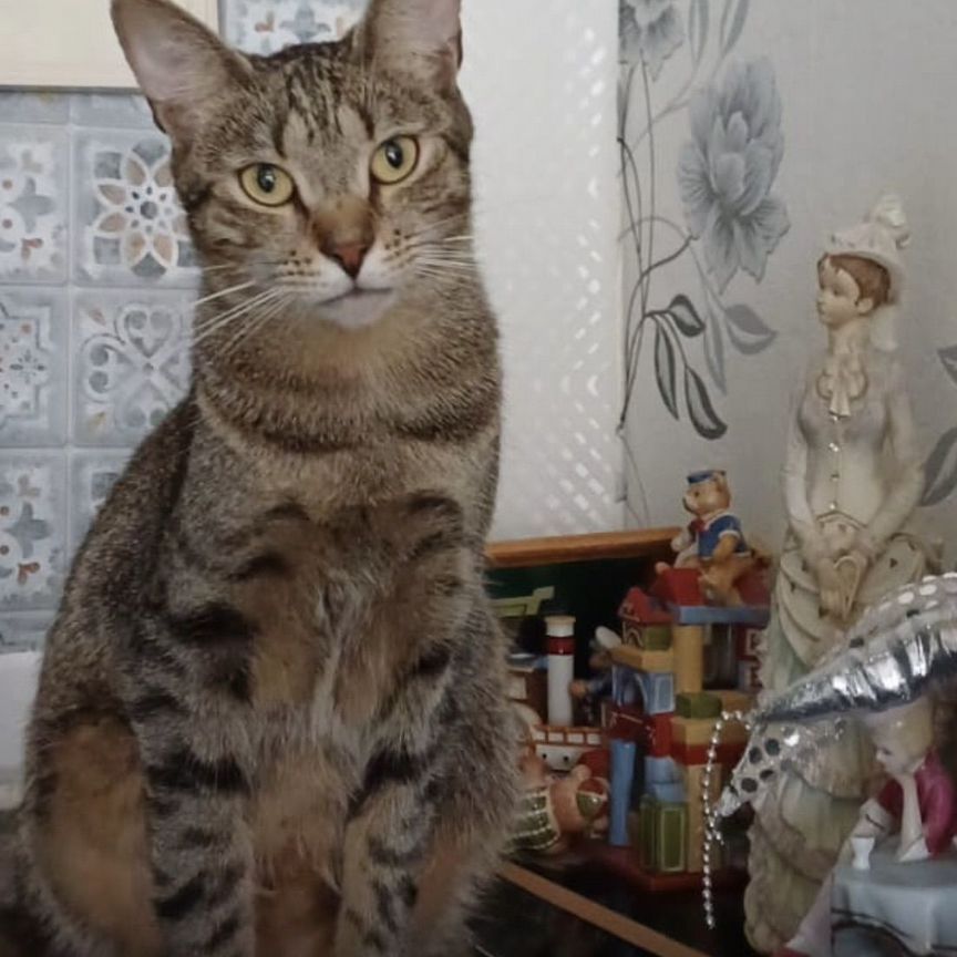 Котик добрый в добрые руки