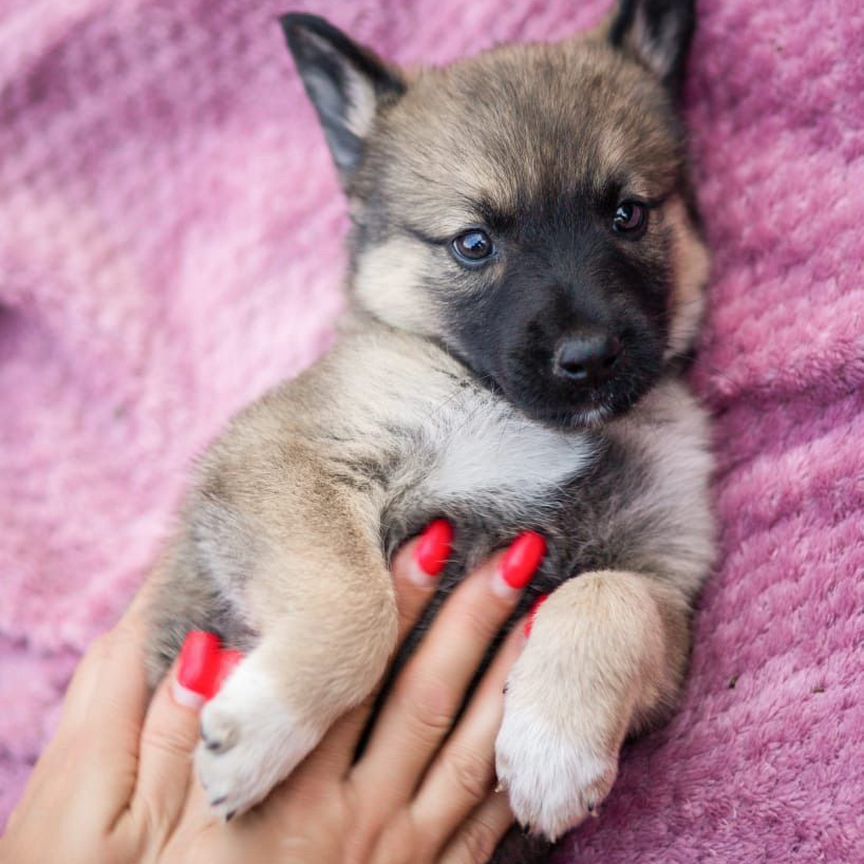 Непоседа Рона в дар